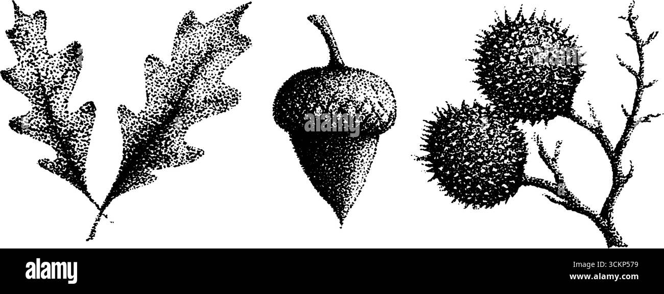 Detailed ink stippling of oak leaves, acorn, and spiky seed pods for ...