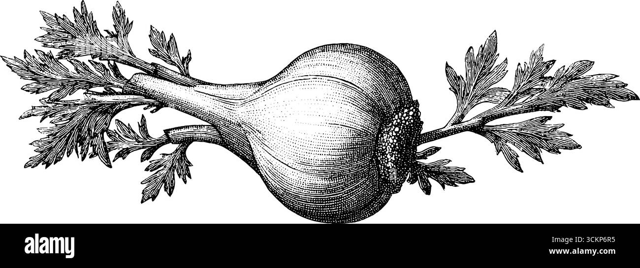 Dotwork illustration of fresh fennel bulb with stalks and leaves for ...