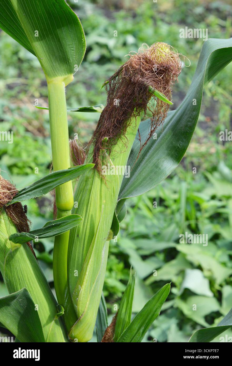 Grain planting backyard hi-res stock photography and images - Alamy