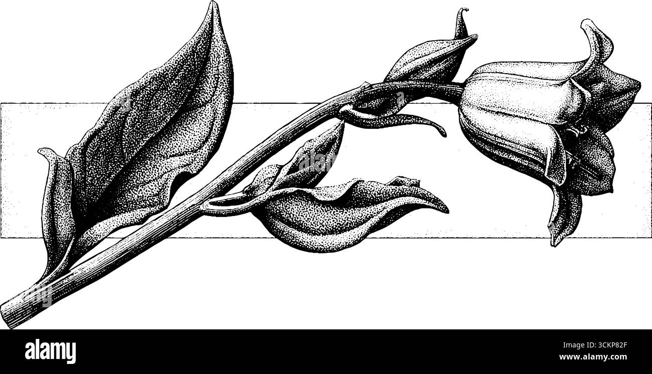 Dotwork bluebell flower with drooping bloom on slender stalk Stock ...