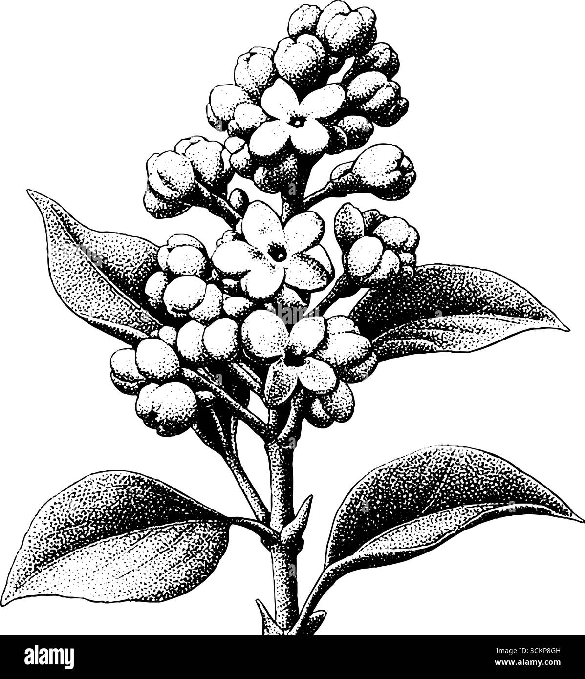 Detailed lilac sprig with clustered flowers in dotwork tattoo art Stock ...