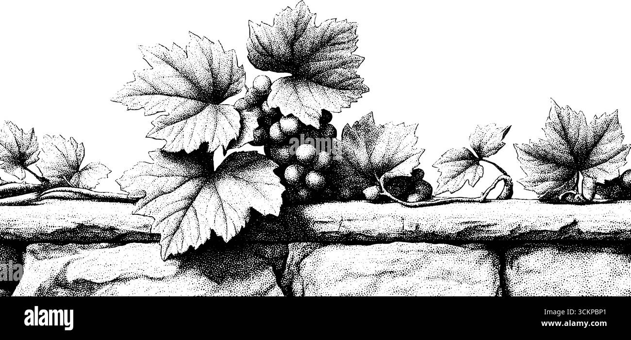 Terrace vineyard Black and White Stock Photos & Images - Alamy