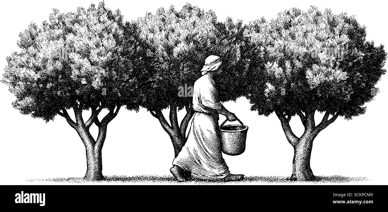 Olive grove scene with farmer carrying harvest basket for seasonal ...