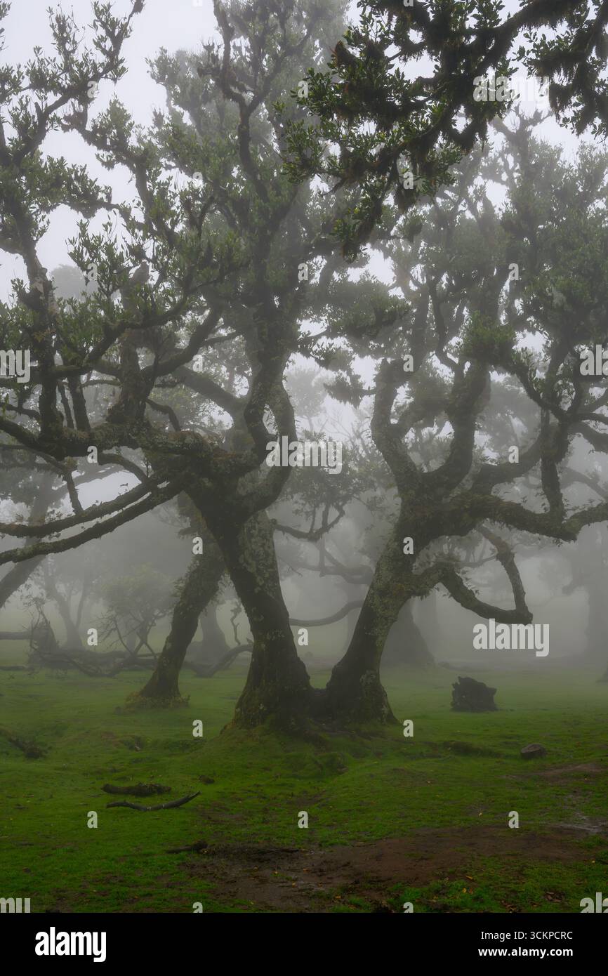 Ancient laurel forest trees hi-res stock photography and images - Alamy