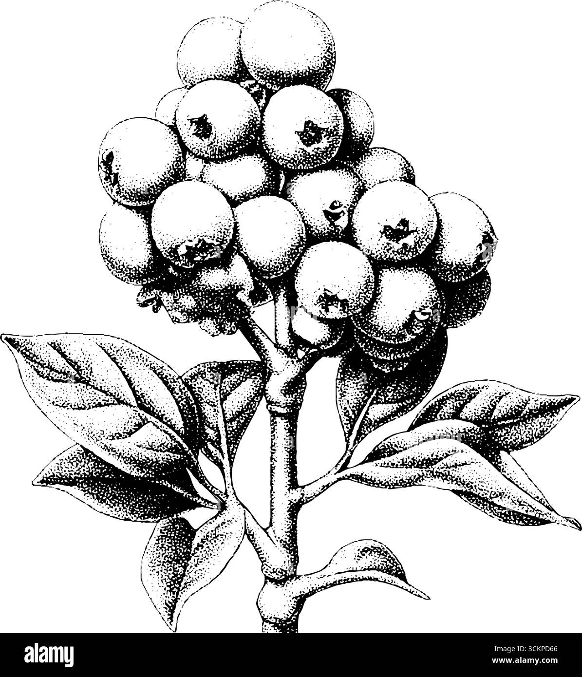 Dotwork tattoo style plump blueberry cluster design for artistic ...