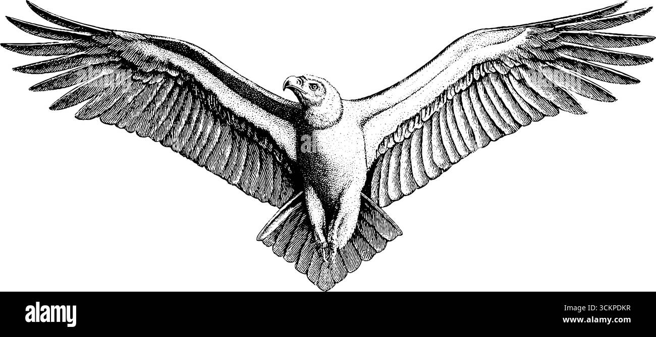 Majestic condor gliding with wide wingspan against a clean background ...