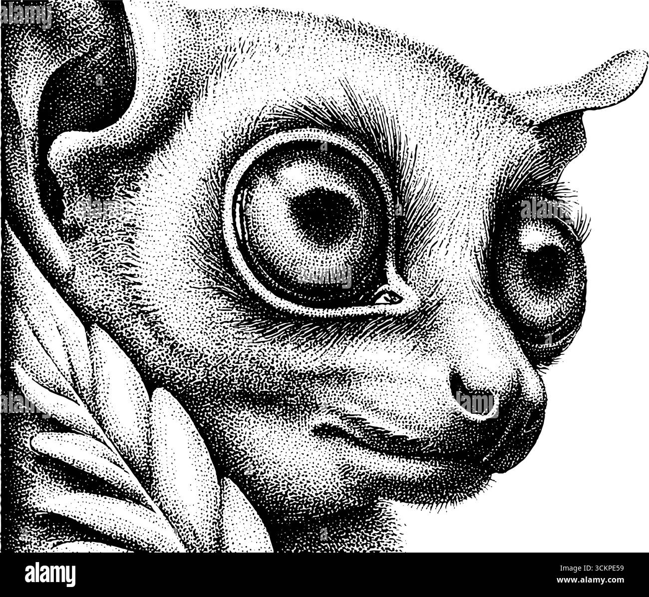 Curious slender loris with large eyes in detailed black and white close ...