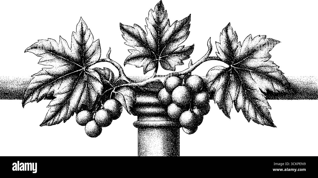 Grape clusters and vine leaves entwined around classical column design ...