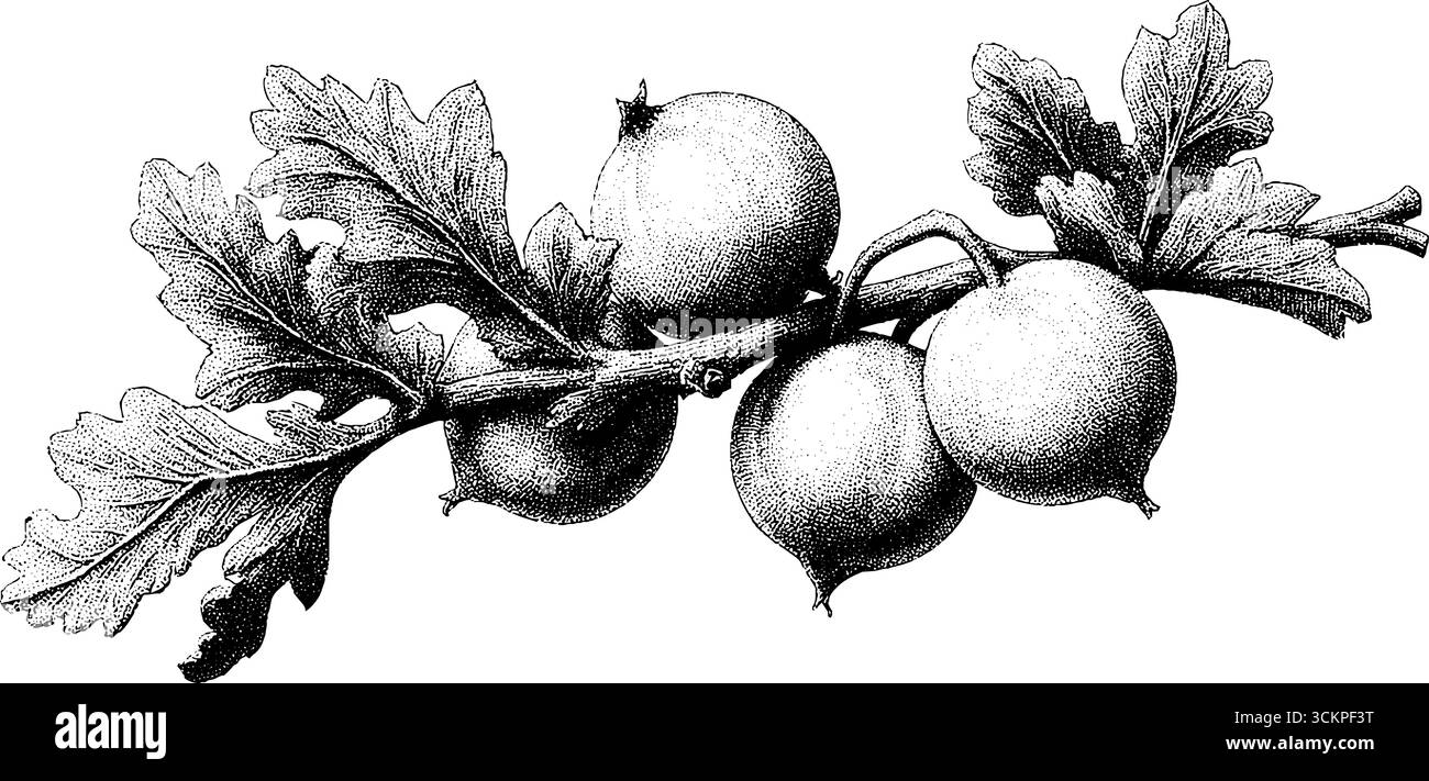 Gooseberries on a twig in dotwork style: nature-inspired tattoo design ...