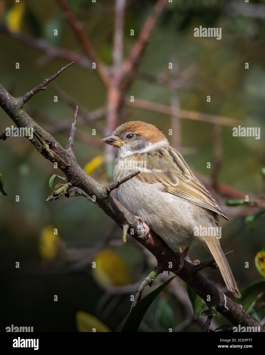 Tree Sparrows, Perched and on feeders, Hauxley Nature Reserve, August ...
