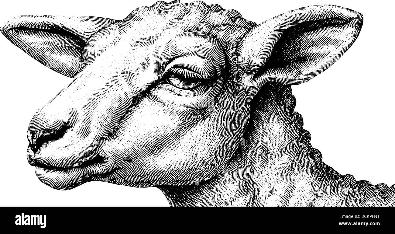 Detailed lamb illustration in dotwork and blackwork tattoo style Stock ...