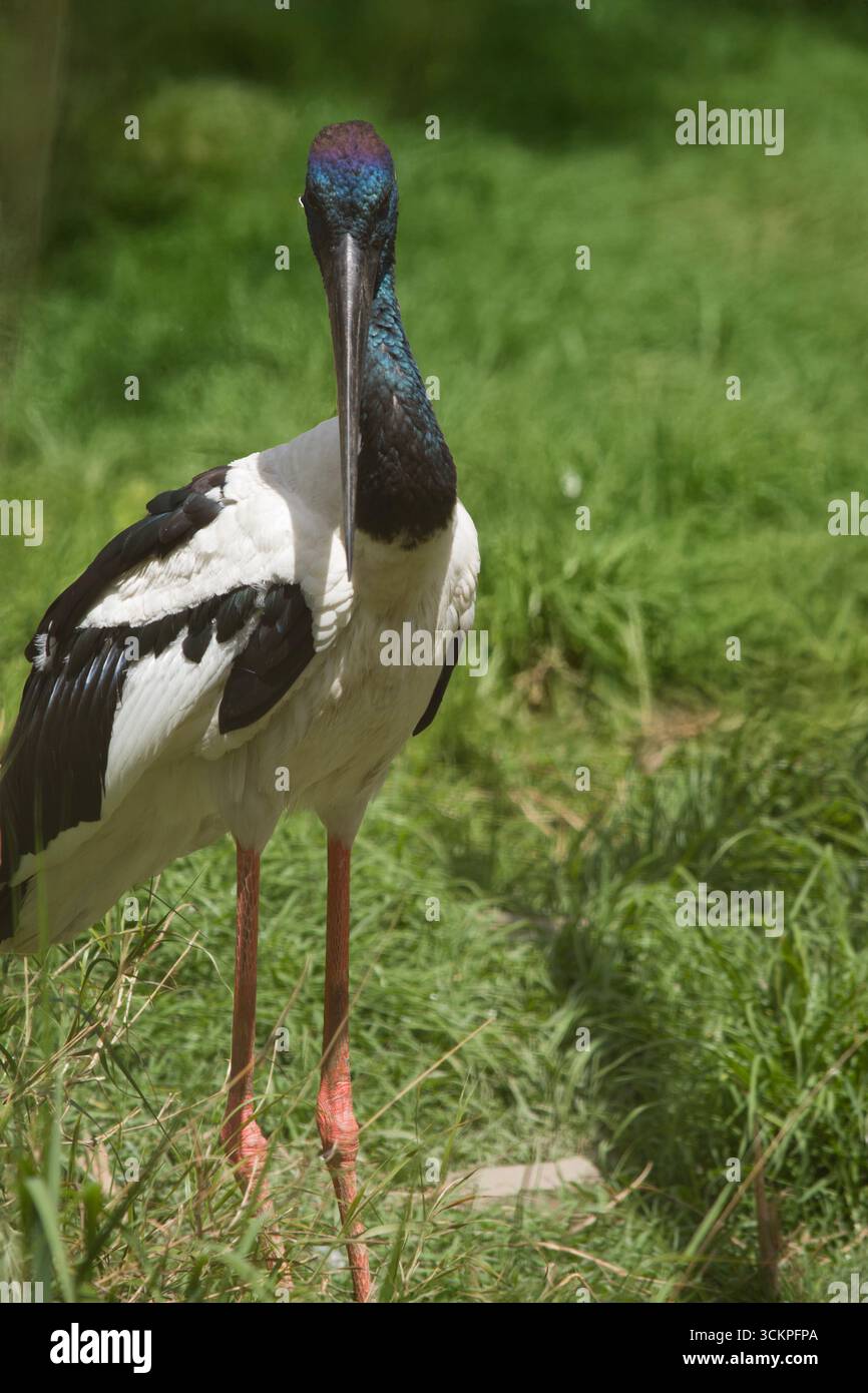 The head and neck of a jabiru is black with an iridescent green and ...