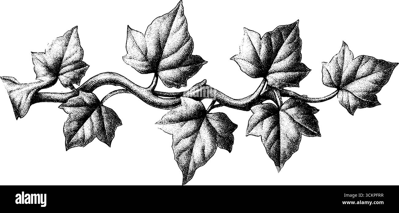 Elegant ivy vine with twisting branches and alternating leaves in ...