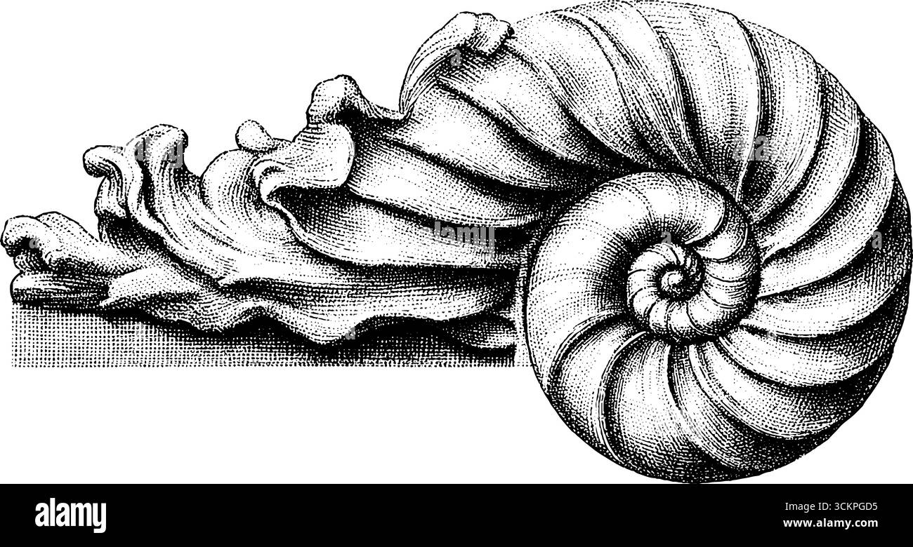 Nautilus shell with spiral chambers and detailed texture for design and ...