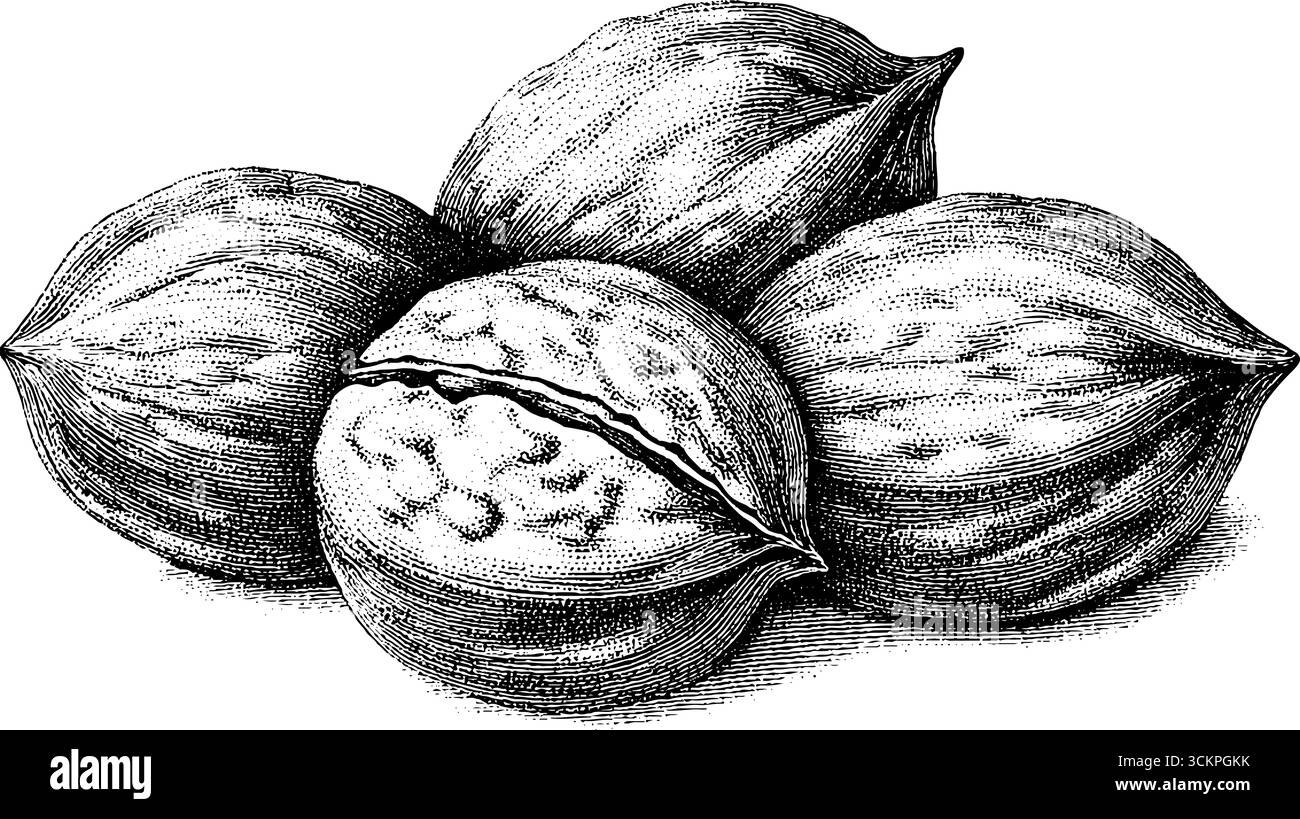 Walnut in husk Black and White Stock Photos & Images - Alamy