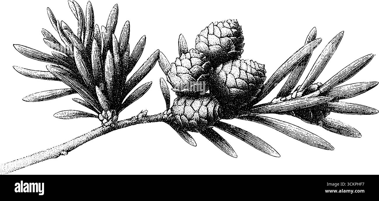 Pine needle cluster with small cone dotwork tattoo design Stock Vector ...