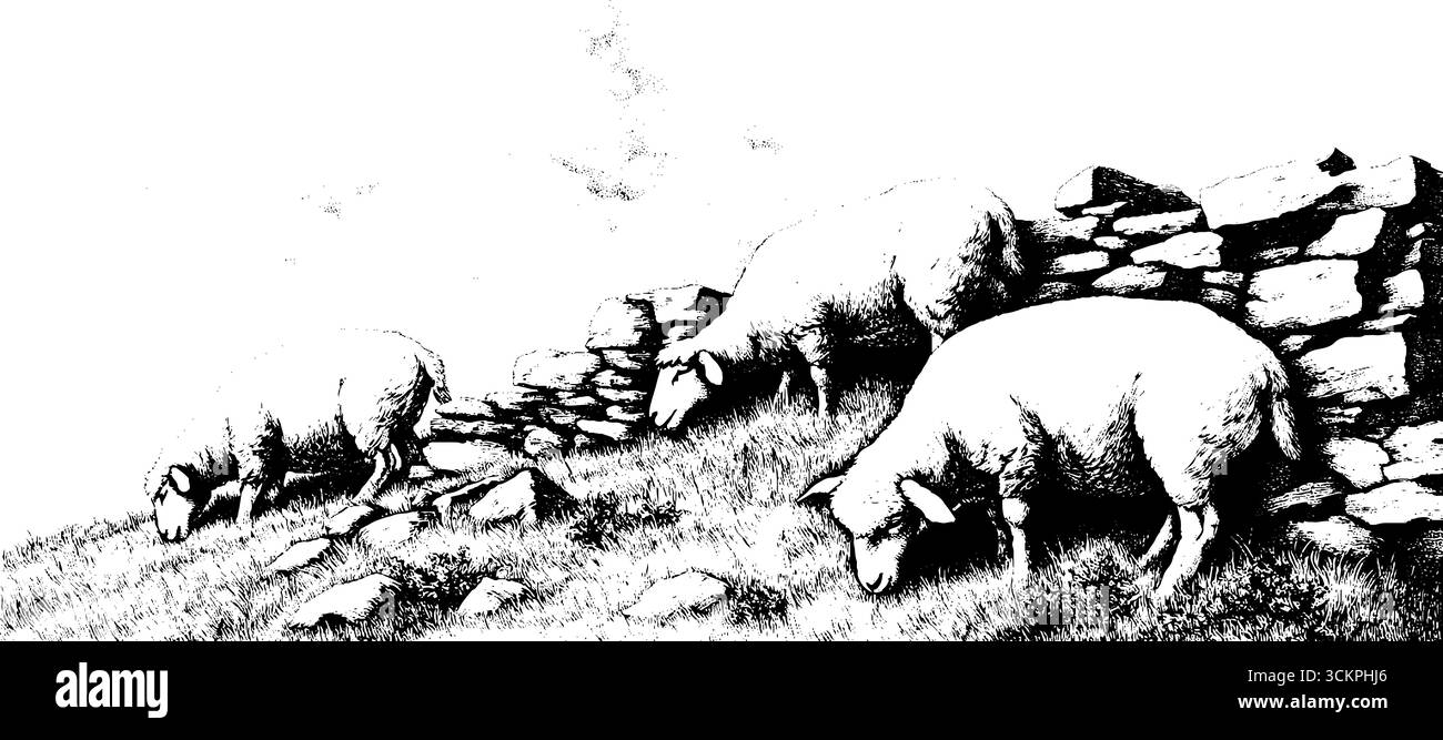 Stone sheep pen Stock Vector Images - Alamy