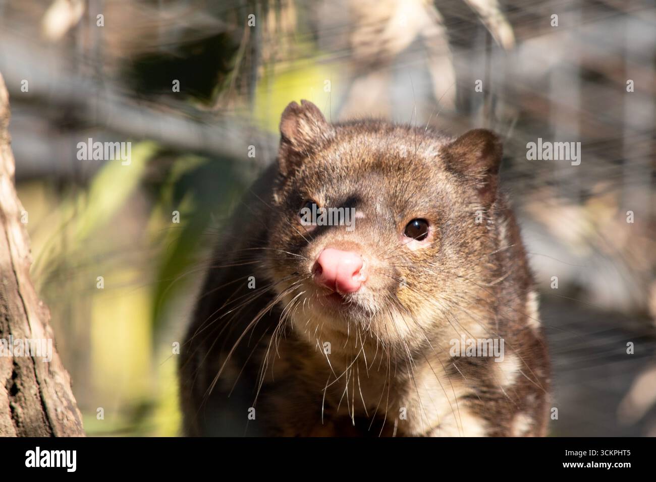 Spotted-tailed Quolls are marsupials which have rich red to dark brown ...