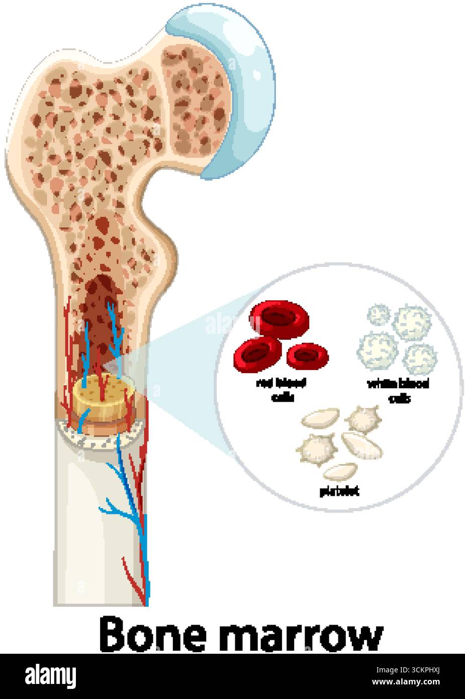 Detailed vector illustration of bone marrow anatomy, blood cell types, and vascular structure in ...