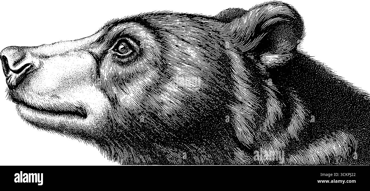 Detailed engraving of a spectacled bear with unique facial markings for ...