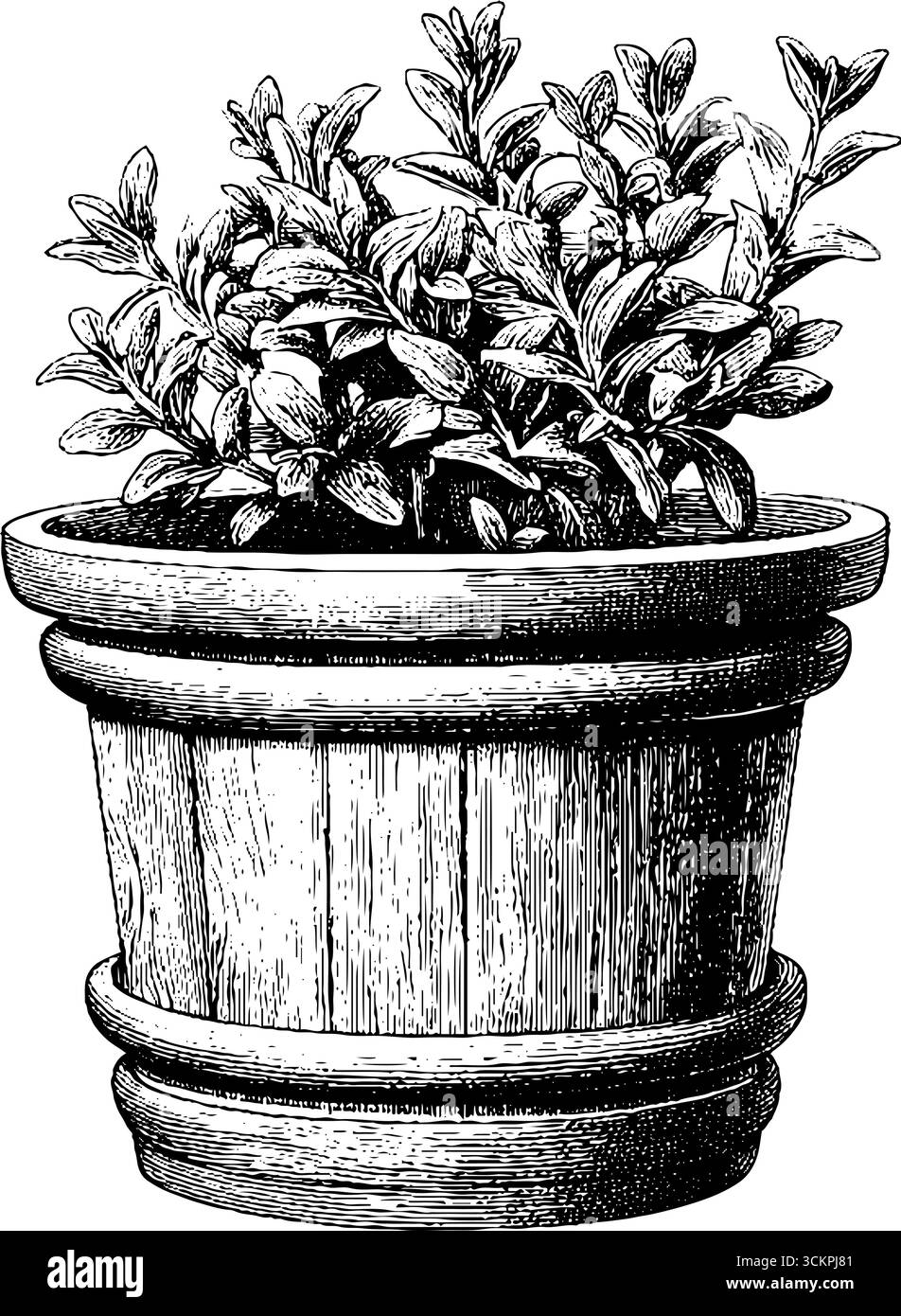 Planter greenery Black and White Stock Photos & Images - Alamy