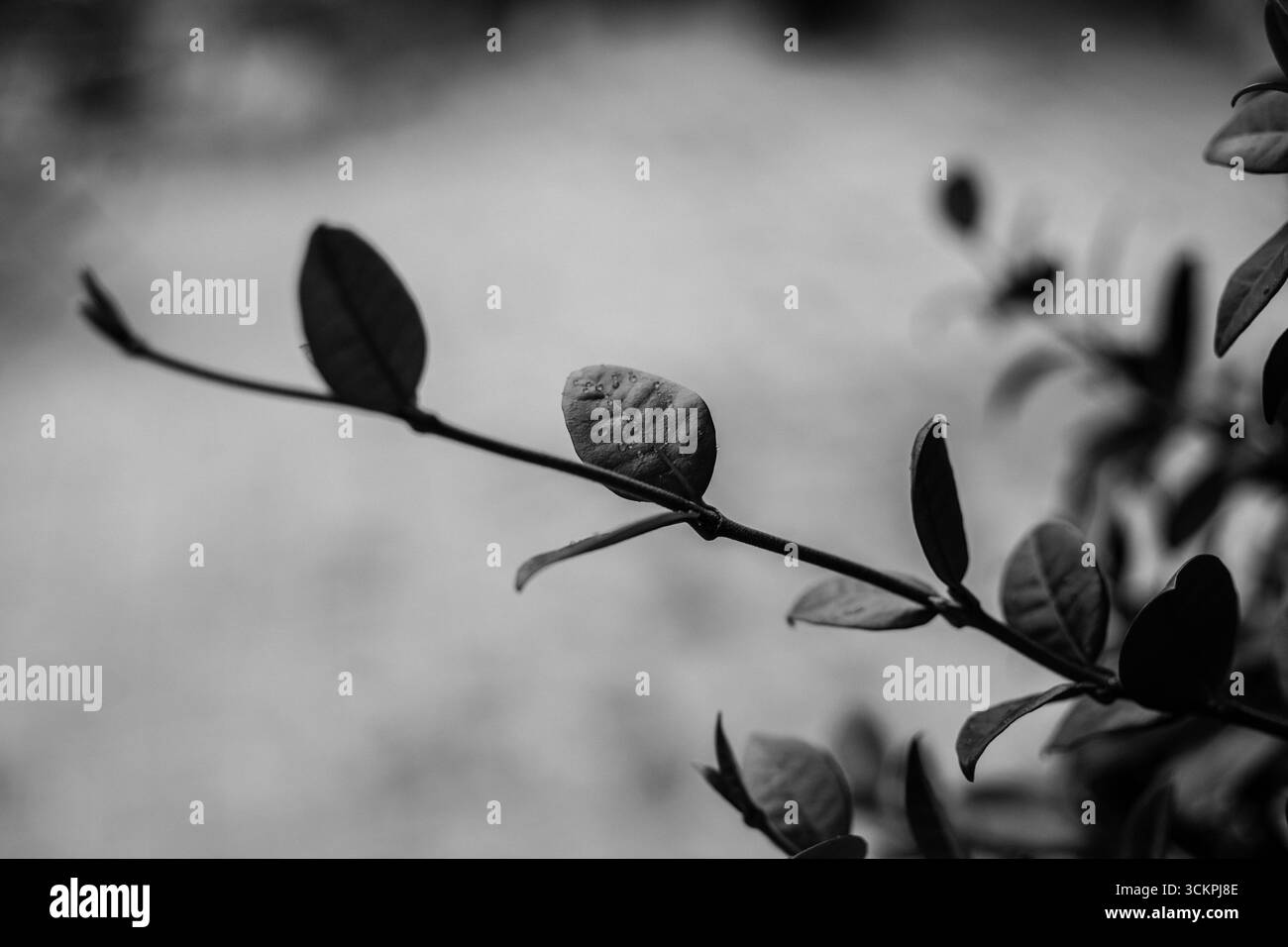White flowers jasmine Black and White Stock Photos & Images - Alamy