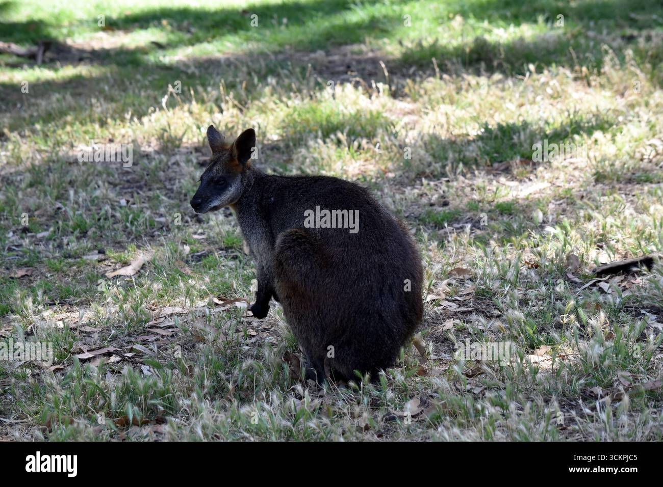 The swamp wallaby has dark brown fur, often with lighter rusty patches ...