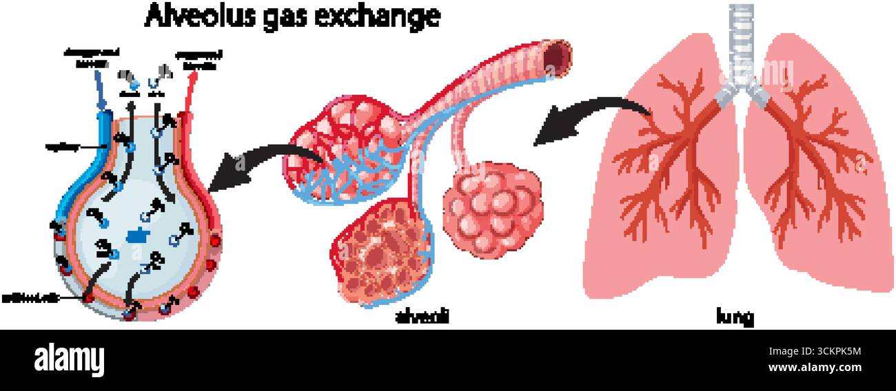 Vector diagram showing alveolus gas exchange, alveoli structure, and ...