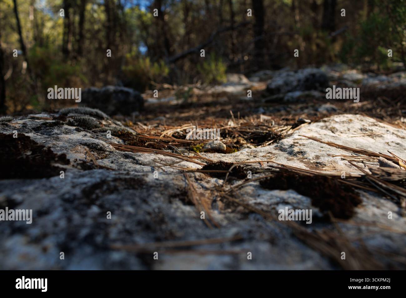 Textured background of rock and pine leaves on a forest path, Alcoy ...