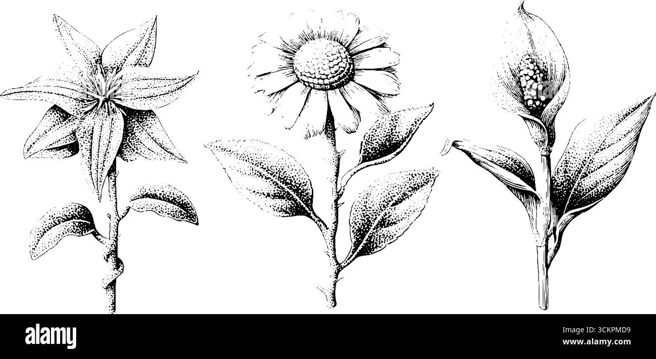 Groovy star, peace lily, and daisy chain botanical design for ...