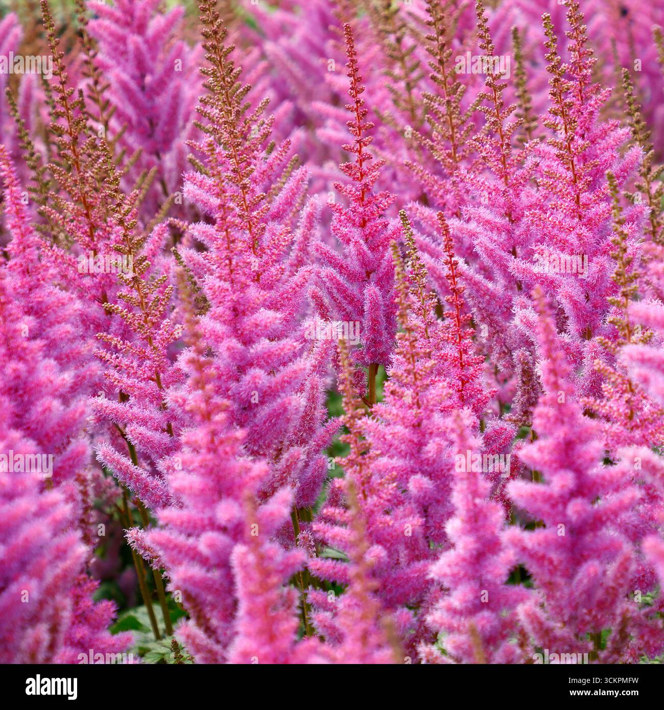 Close up of the purple red flowers of the late summer flowering ...