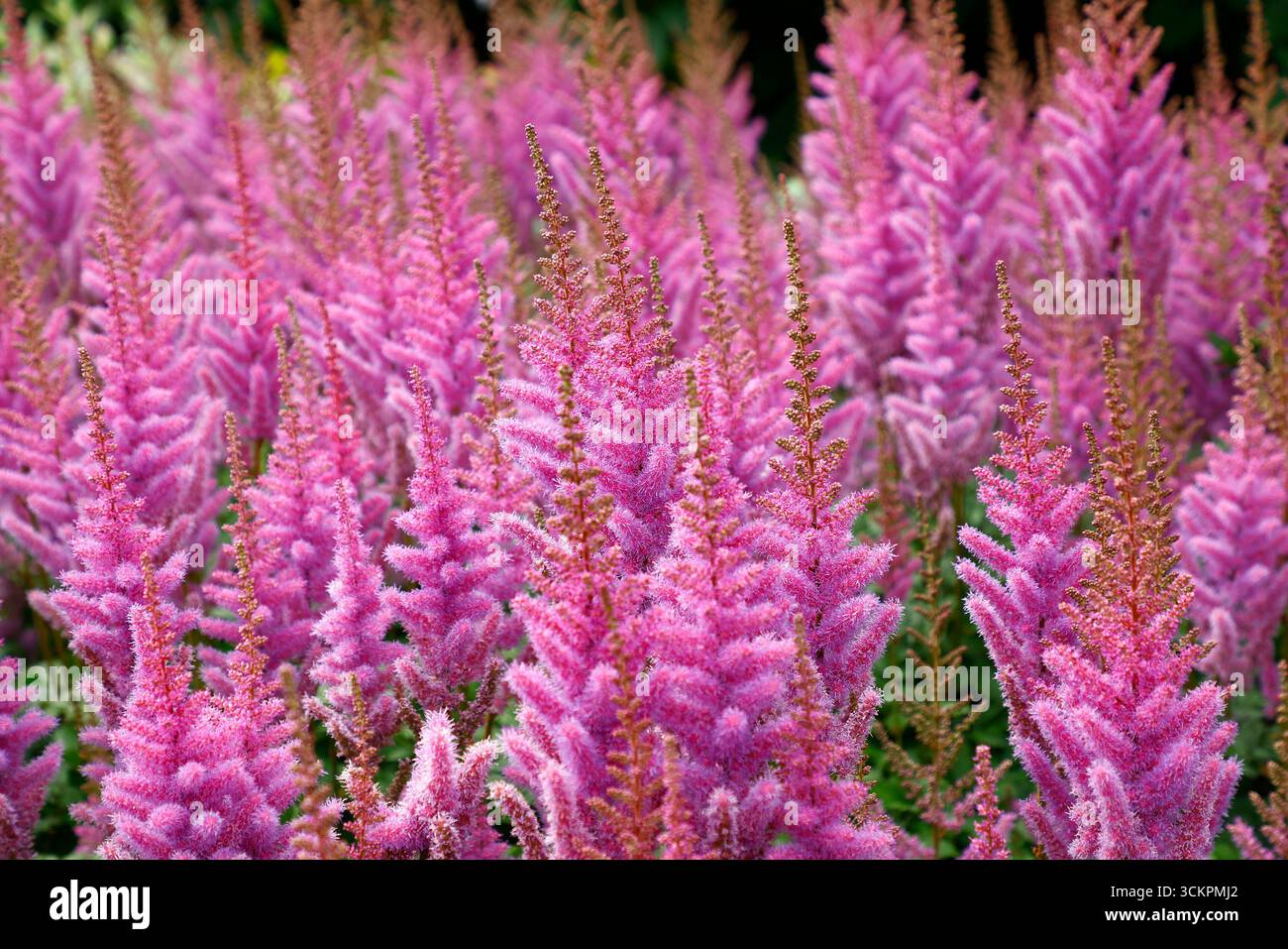 Close up of the purple red flowers of the late summer flowering ...