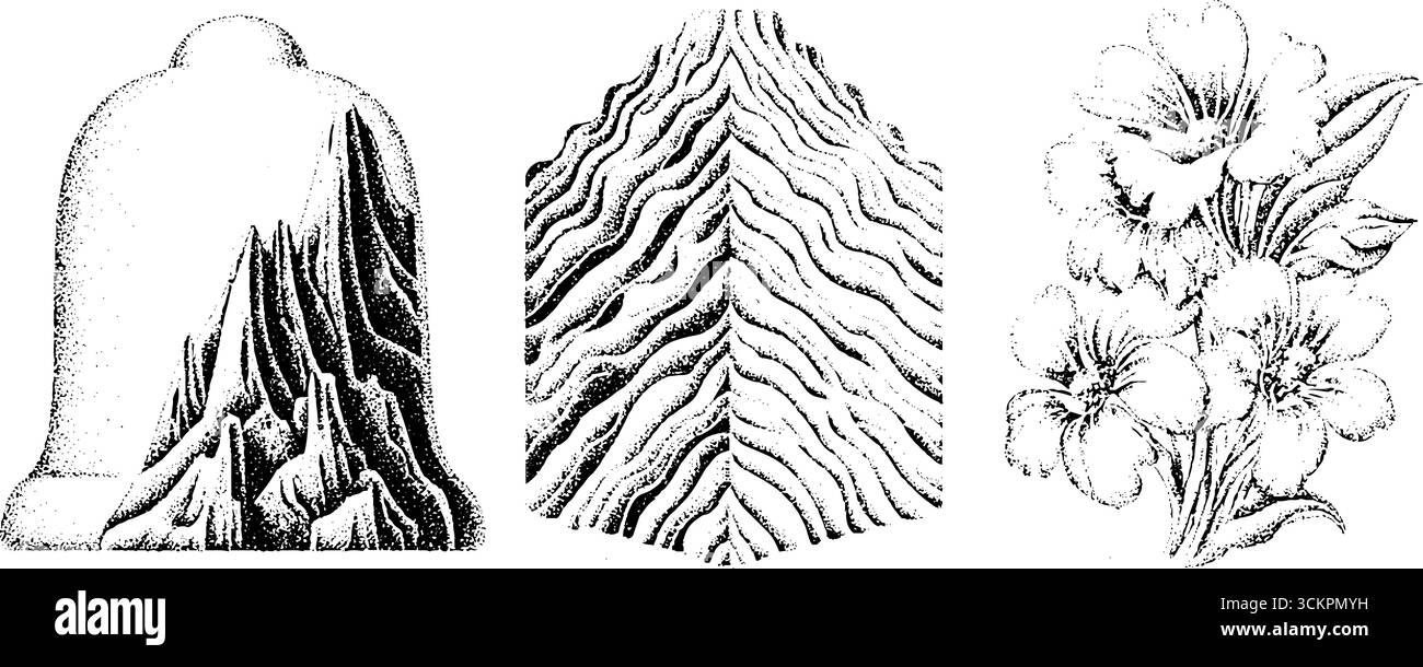 Alpine flower vector vectors Black and White Stock Photos & Images - Alamy