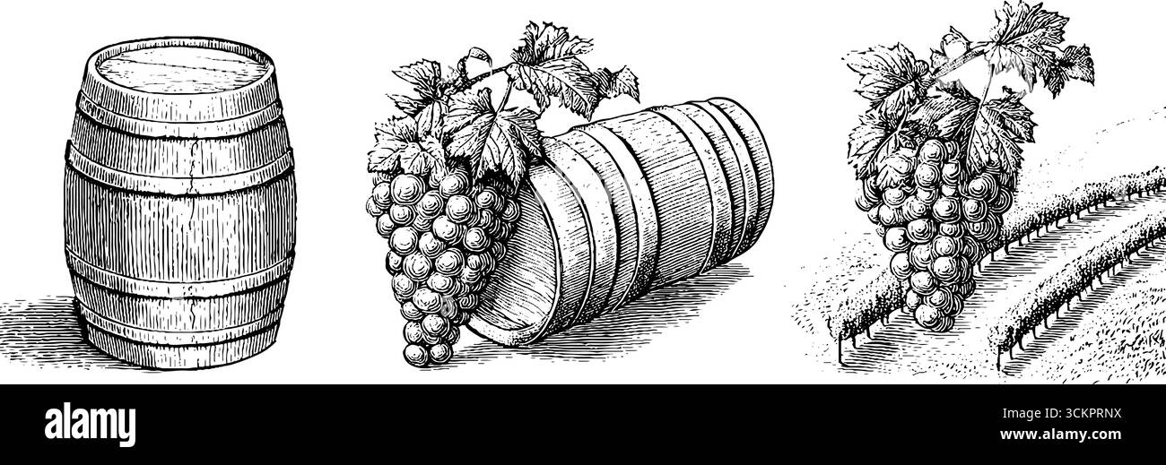 Vintage vineyard elements: wine barrel, grape bunch, cork, and vine ...