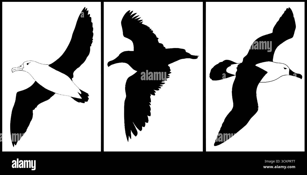 Gannet wingspan Black and White Stock Photos & Images - Alamy