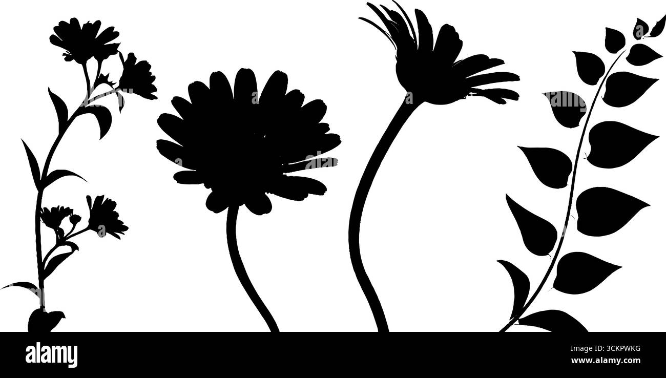 Chamomile sprigs and leaves art design for botanical prints Stock ...