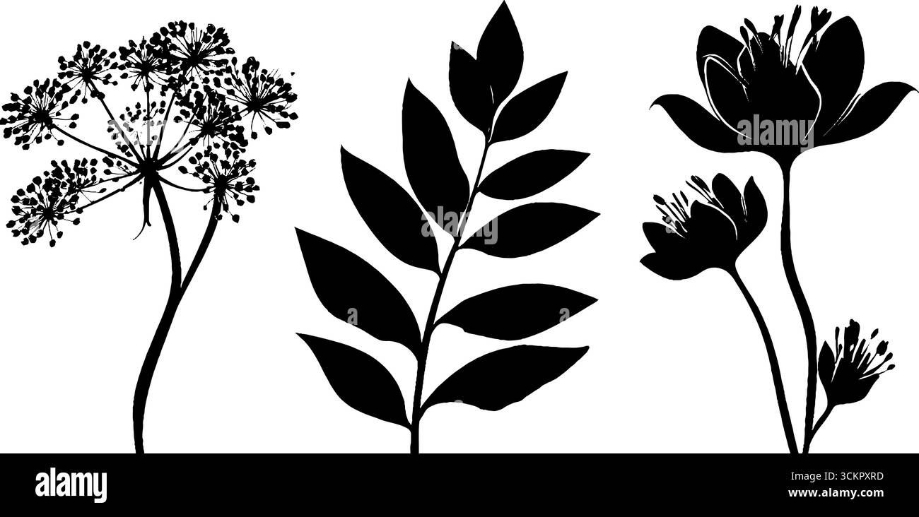 Botanical silhouettes of fennel sprig, leaf swirl, and seed cluster for ...