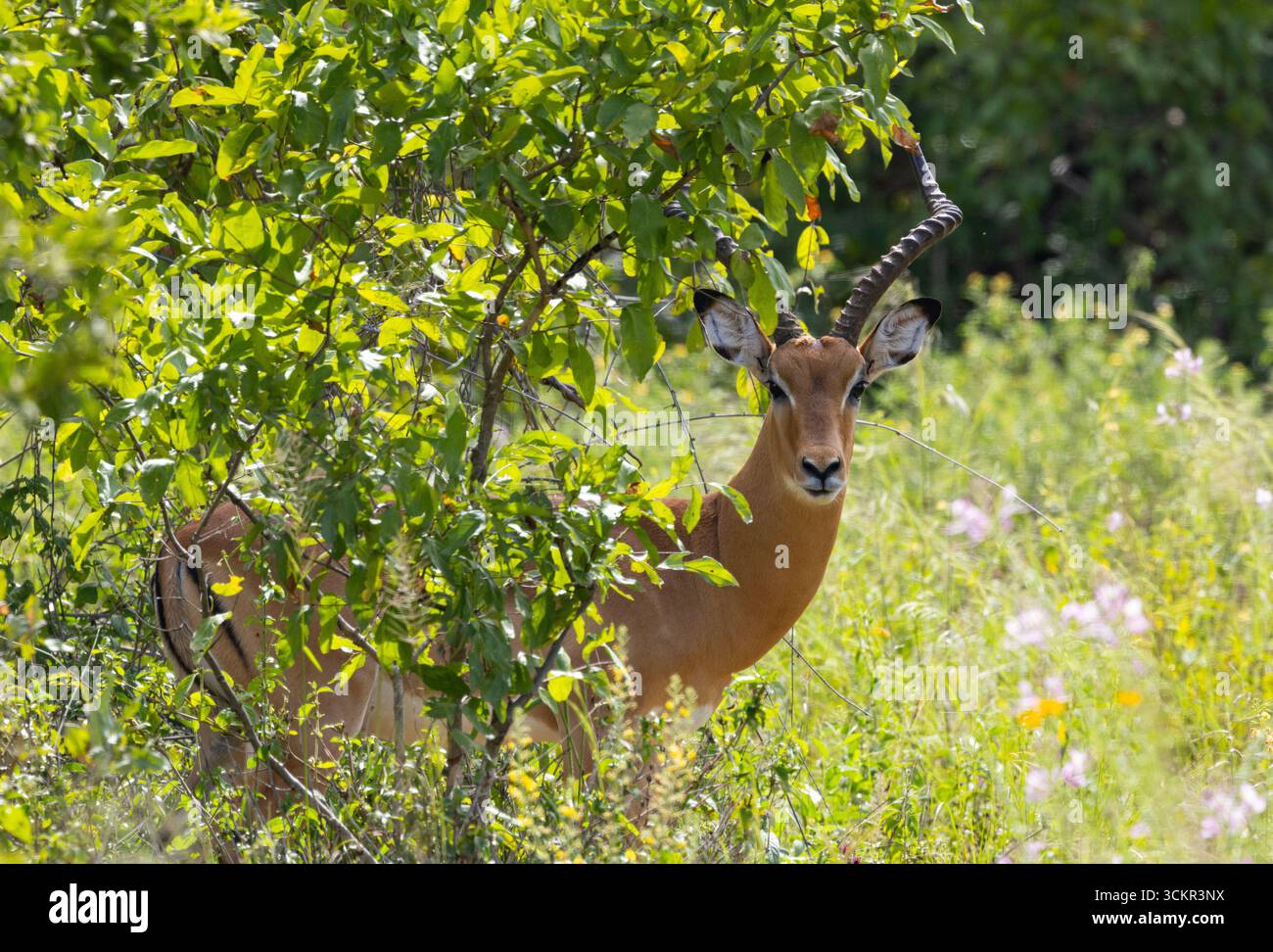 A Impala ram rests in the shade of a bush during the heat of the day ...