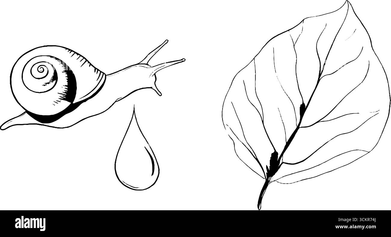 Elegant line art set featuring snail trail and leaf design for nature ...
