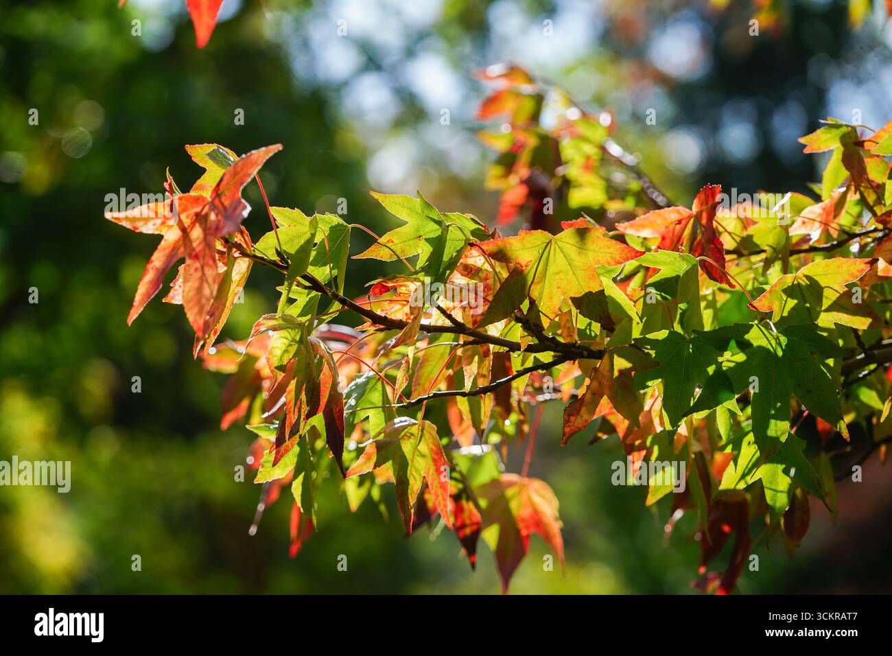 Wimbledon, London, UK. 13 September 2025. Chestnut tree leaves backit ...