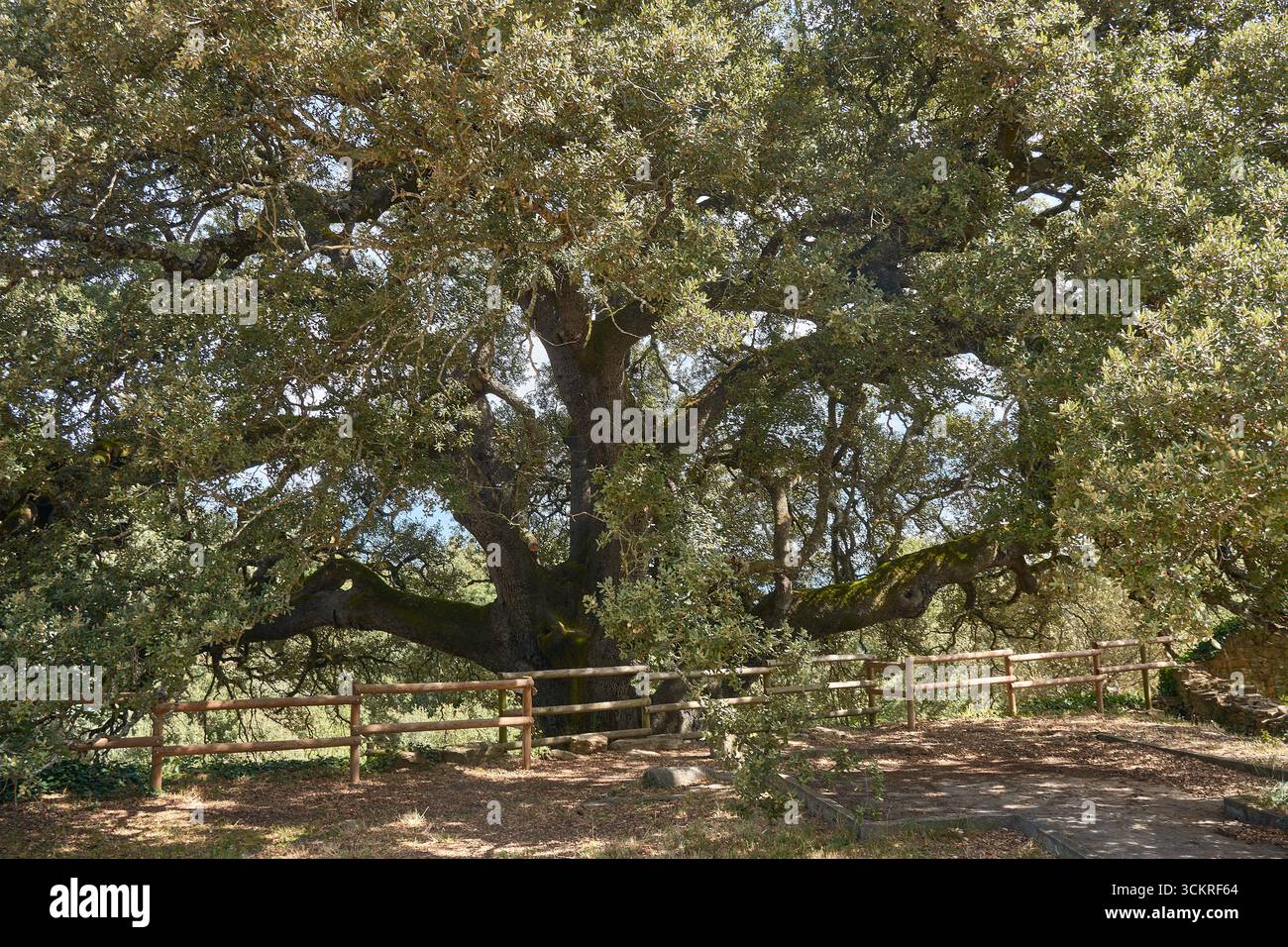 A large thousand-year-old oak tree, the Lecina Oak, with its ...