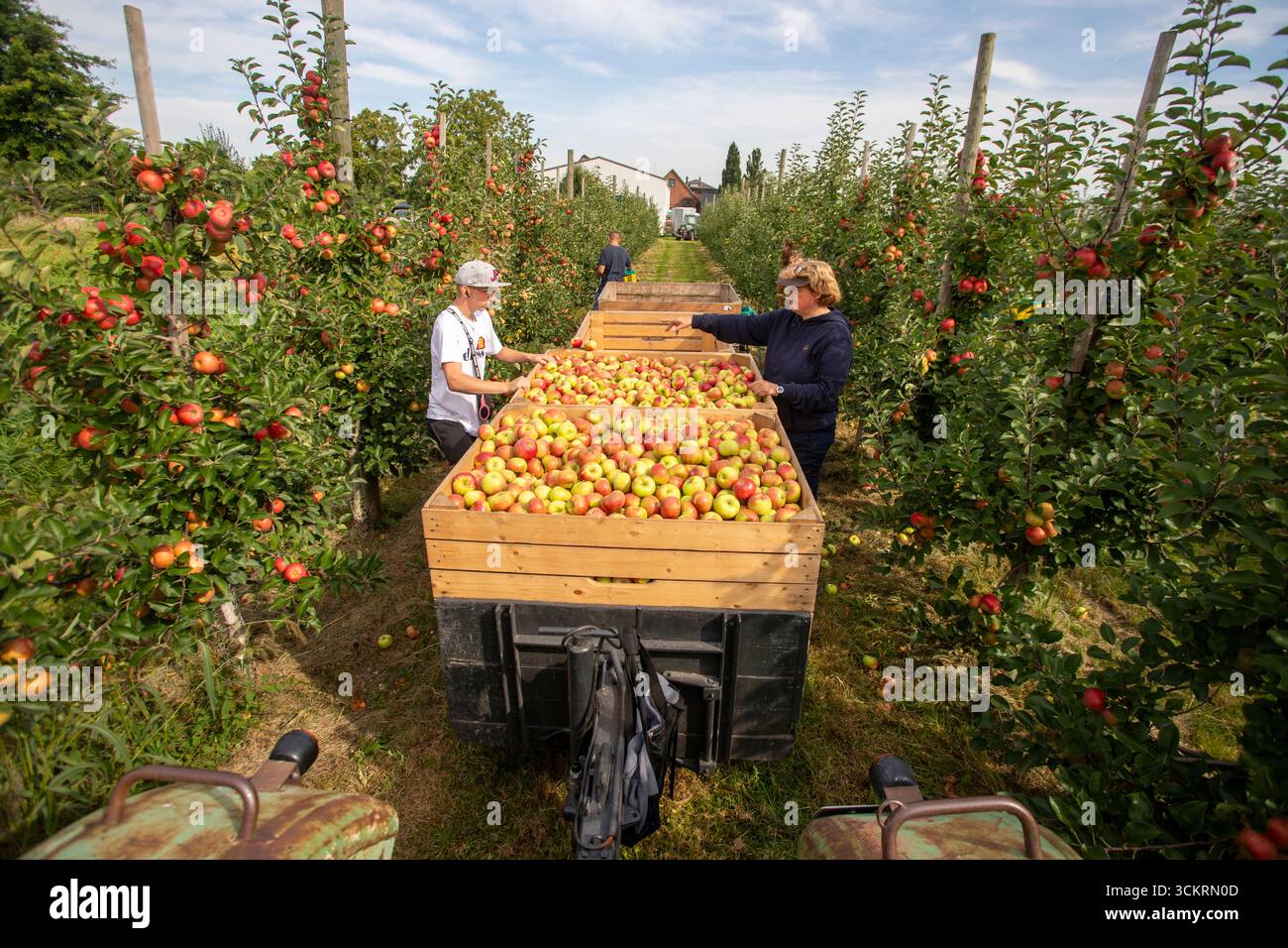Verwunderlich Apfel Erntezeit Deutschland Ebenbild