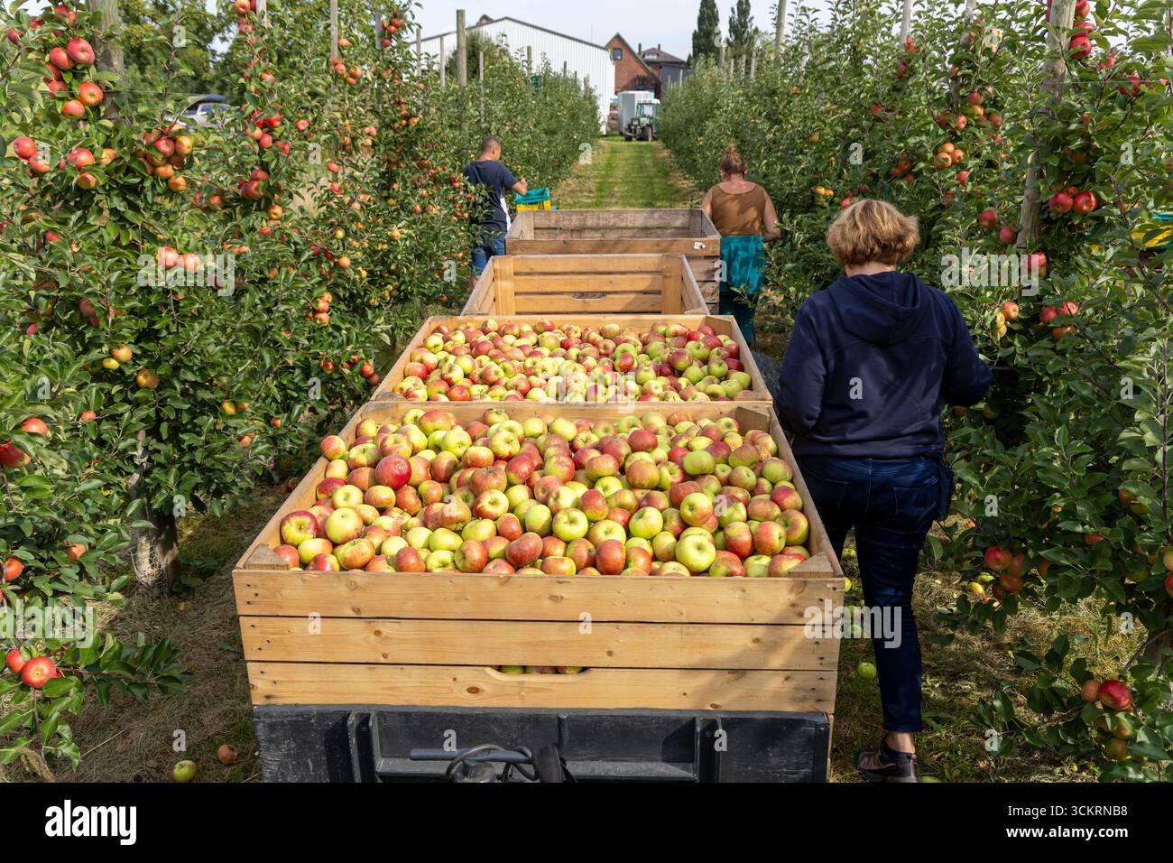 Verwunderlich Apfel Erntezeit Deutschland Ebenbild