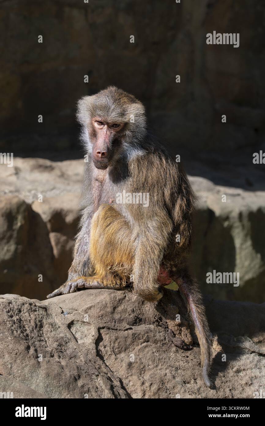 Mantled baboon (Papio hamadryas), female, captive, occurrence Africa ...