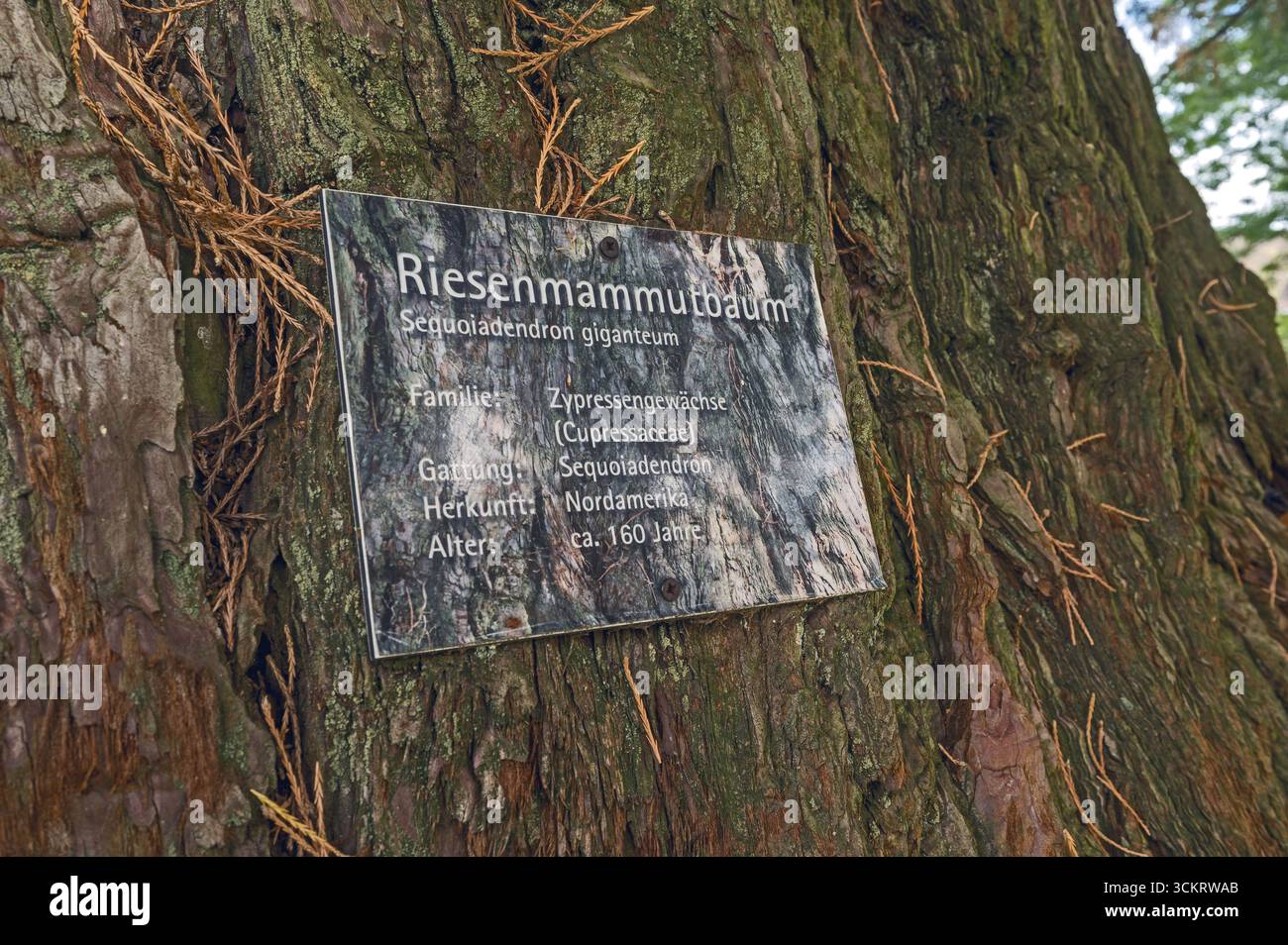 Information sign on giant sequoia tree (Sequoiadendron giganteum ...
