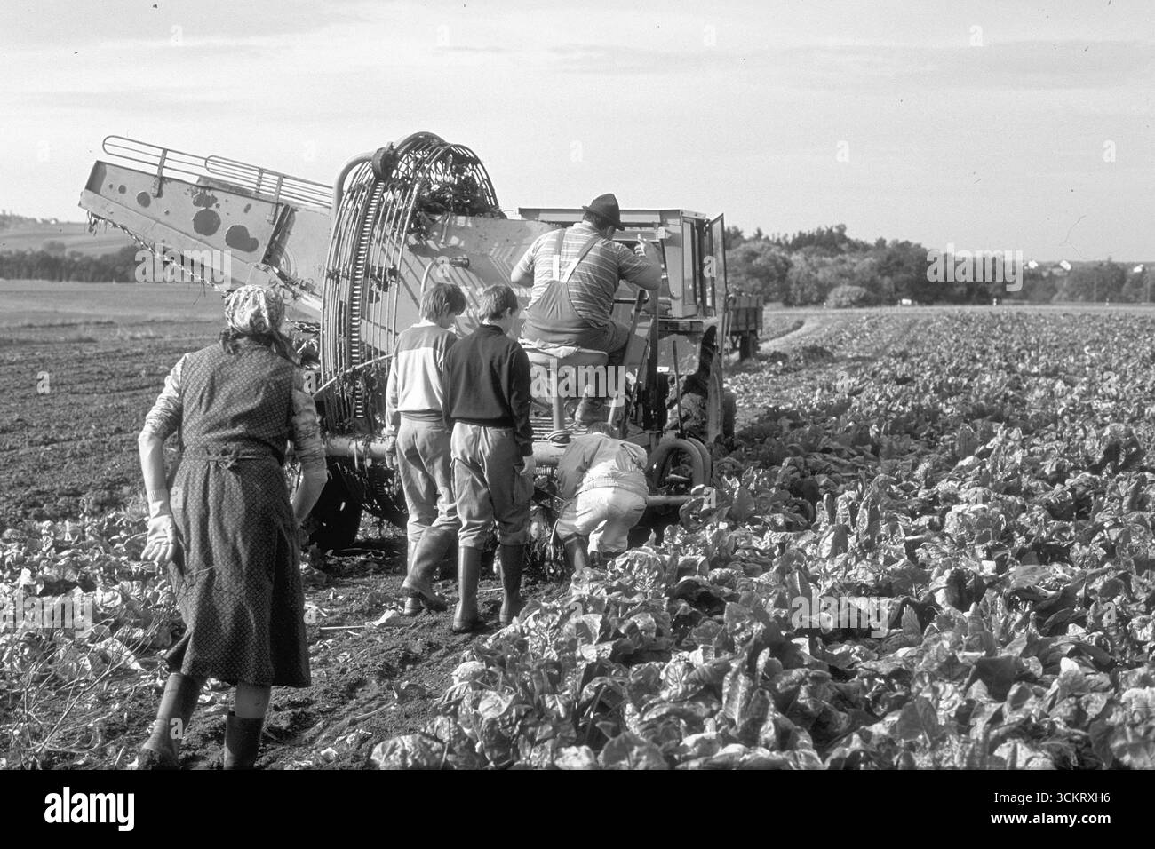 Beet harvest of a small farmer in the 1980s, black and white, Franconia ...