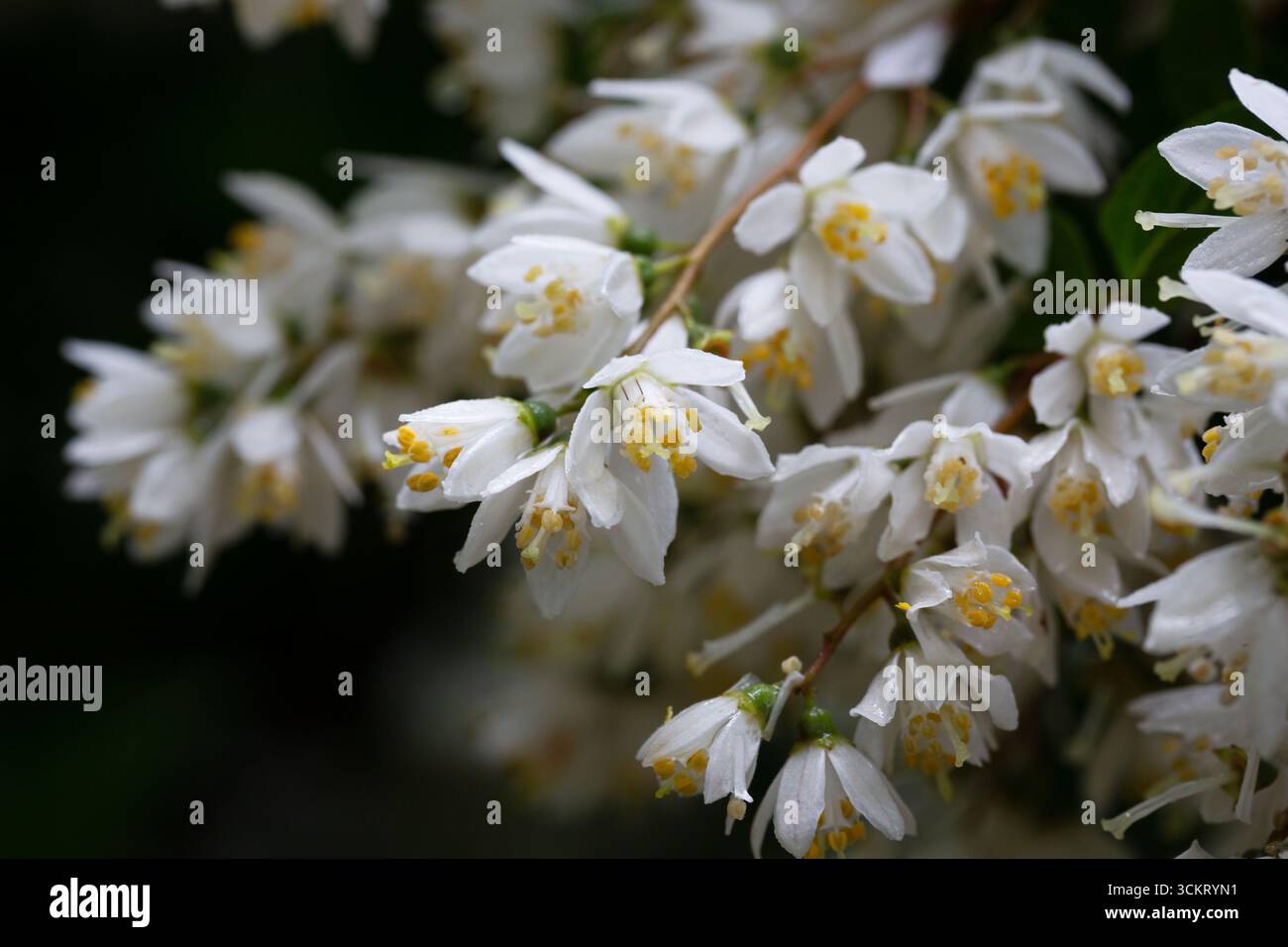 Spring flowering of Japanese snow flower Deutzia gracilis in a forest ...