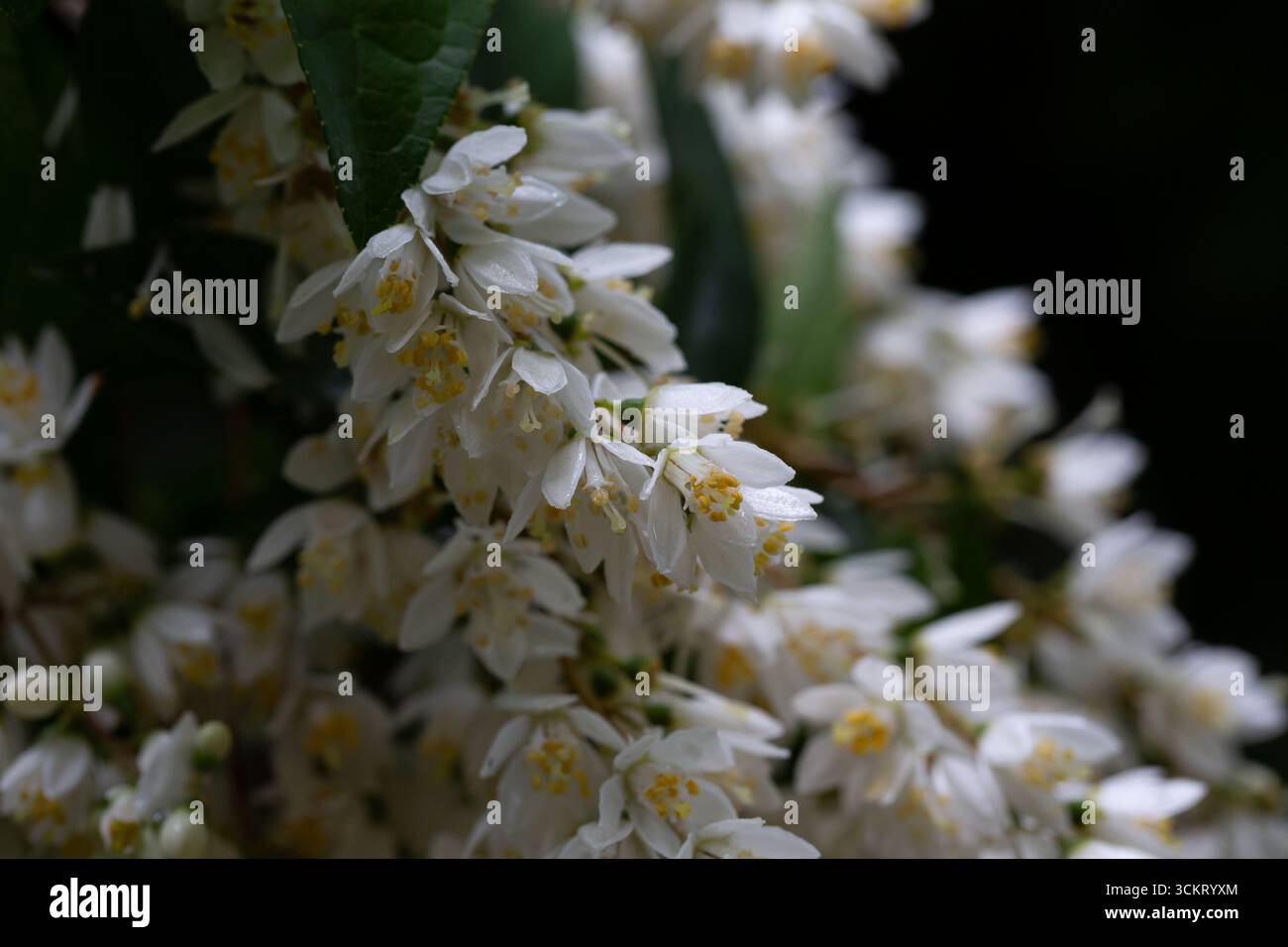 Spring flowering of Japanese snow flower Deutzia gracilis in a forest ...