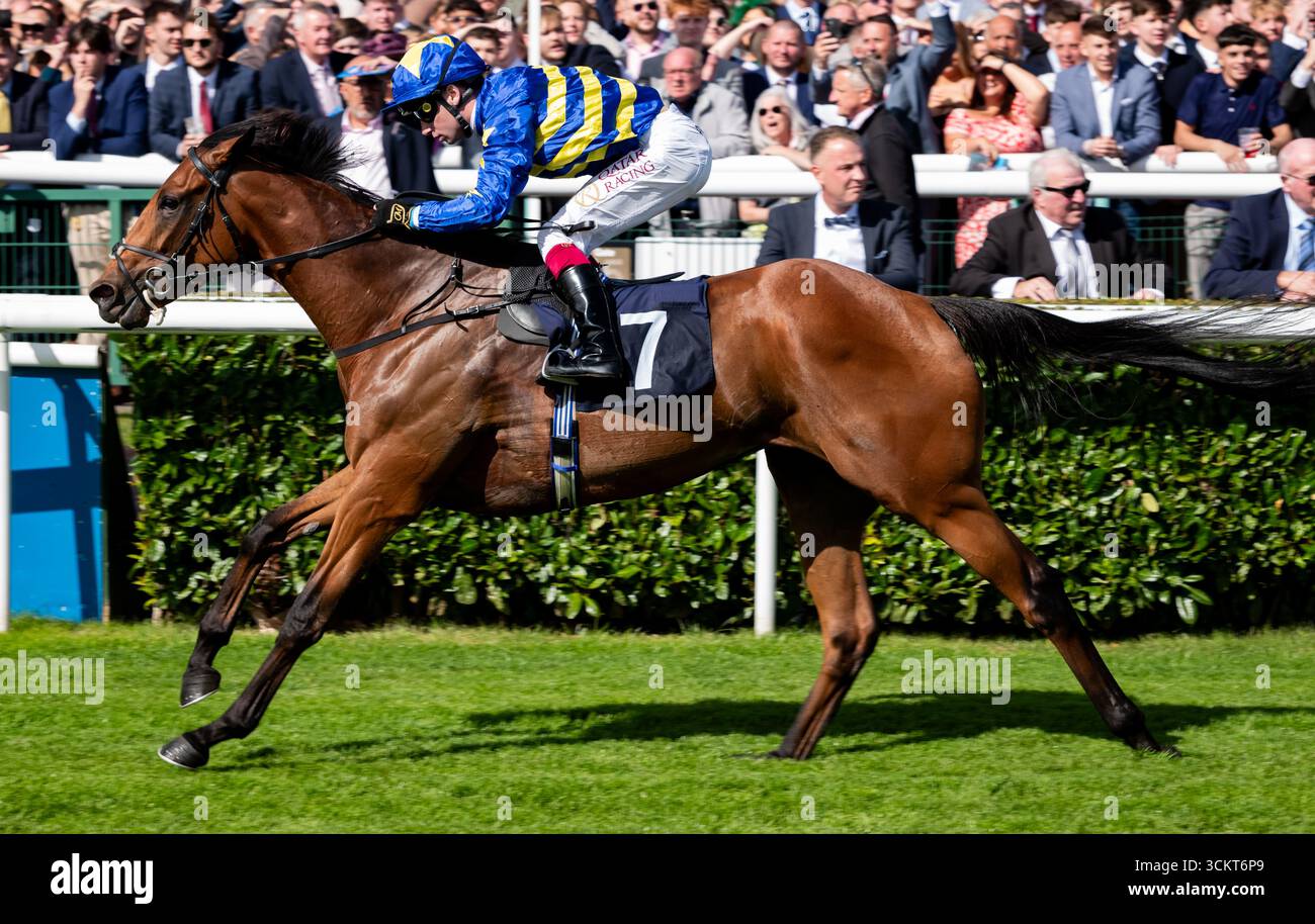 Treble tee horse hi-res stock photography and images - Alamy