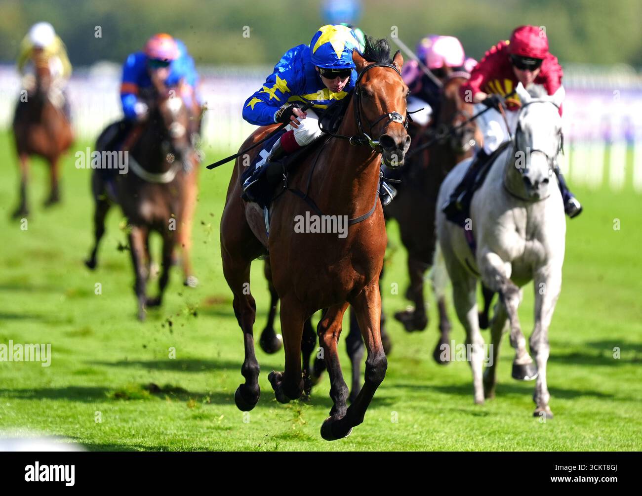 Treble tee horse hi-res stock photography and images - Alamy